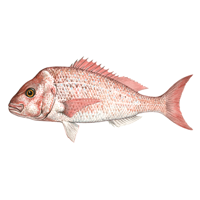 Snapper Fish Ingredient API - TheMealDB